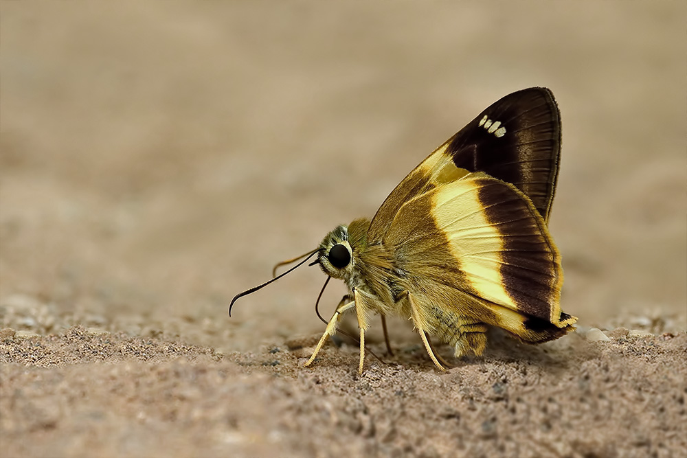 Hesperiidae of Thailand Checklist | BugsAlive