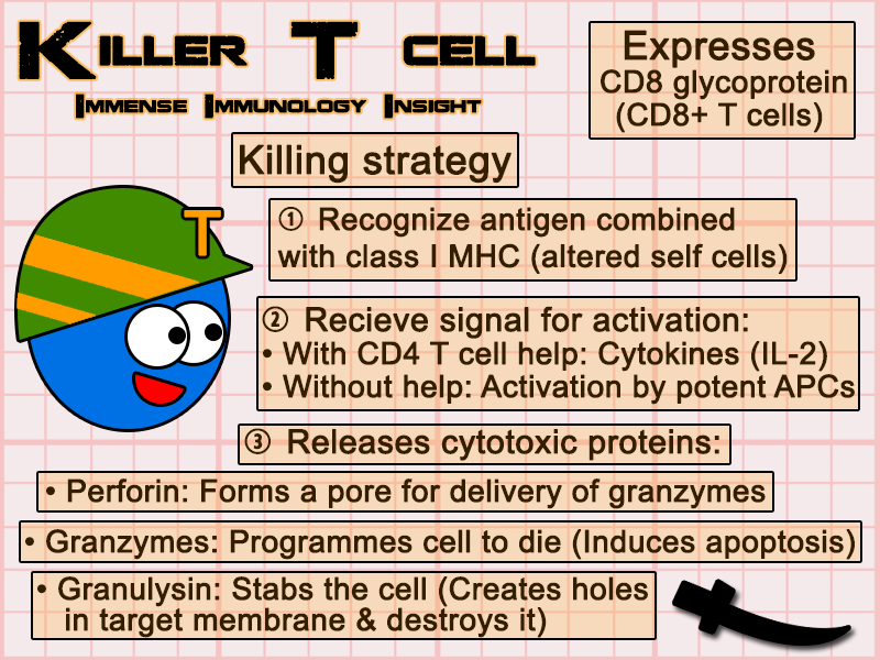 Immense Immunology Insight: Function of Cytotoxic T lymphocyte simplified