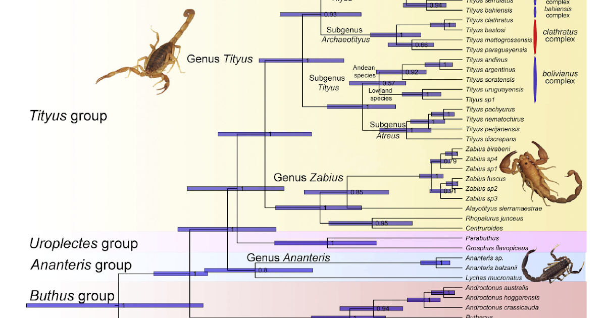 The Scorpion Files Newsblog: A new phylogenetic study of the ...