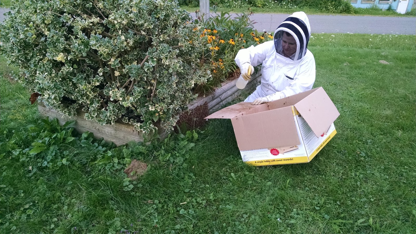 Knee Deep in Sheep: Those Bees