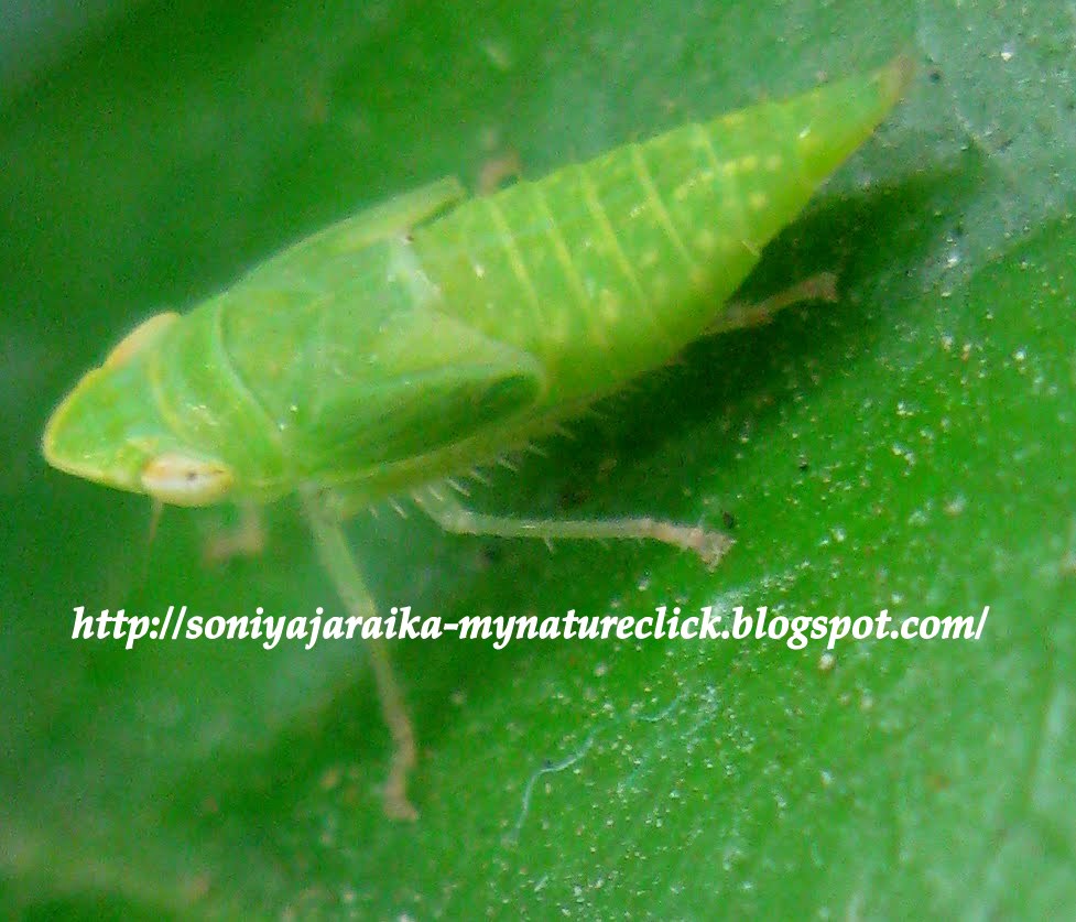 My Nature Clicks: A green insect on Jasmine Leaf