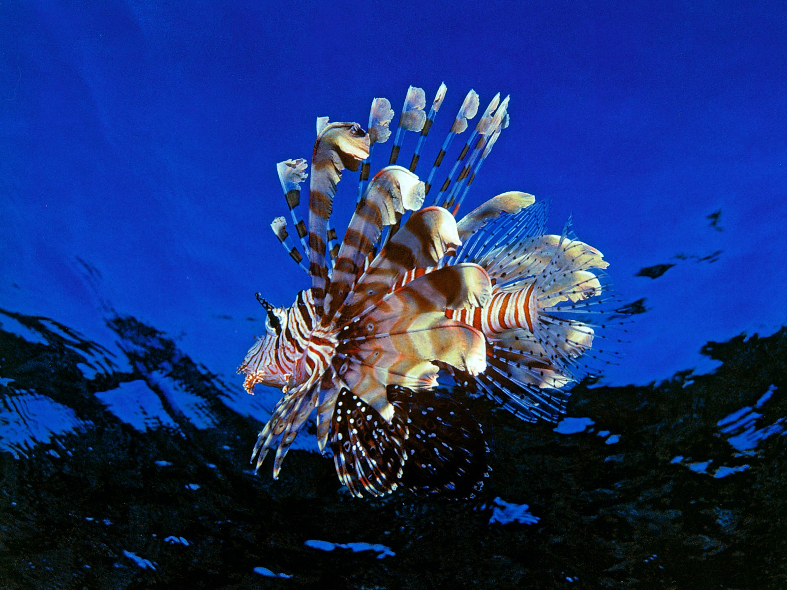 Lion Fish | The Life of Animals