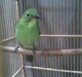 Gambar Foto Hewan: foto cicak ijo betina