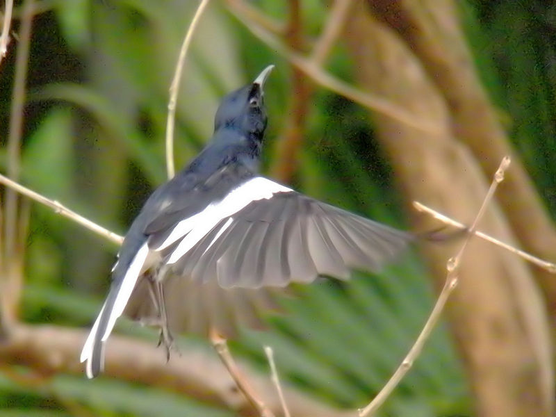 We love Our Bangladesh: Magpie Robin known as Doyel/Doel is the ...