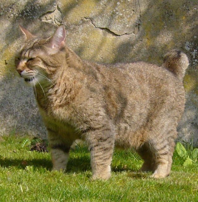 Ovaltes: Pixiebob North American Bobcat Breed and Breeders