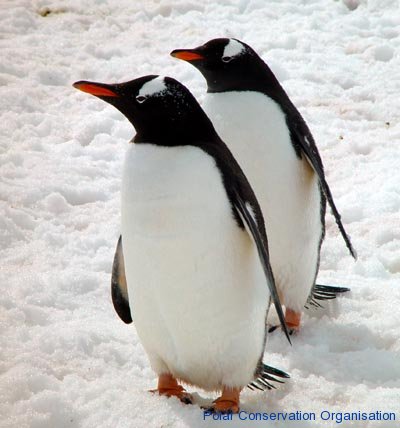 World Visit: Antarctic Animals