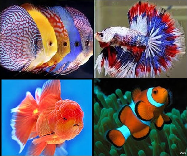 BLOG ZOO PEIXES ORNAMENTAIS
