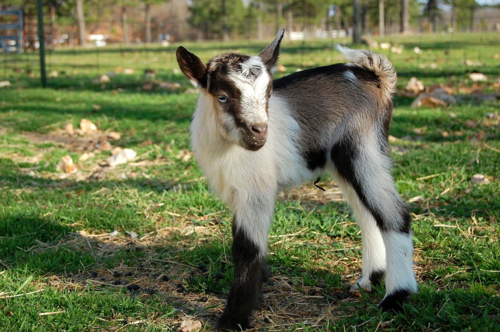 My Life as a Ranch Girl: Mini Alpine kids