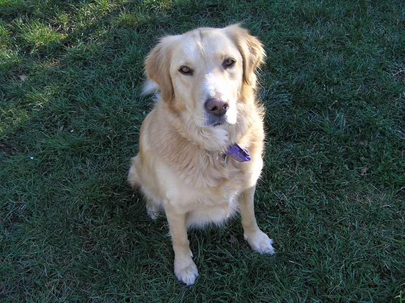 all squared up: An Honest Dog