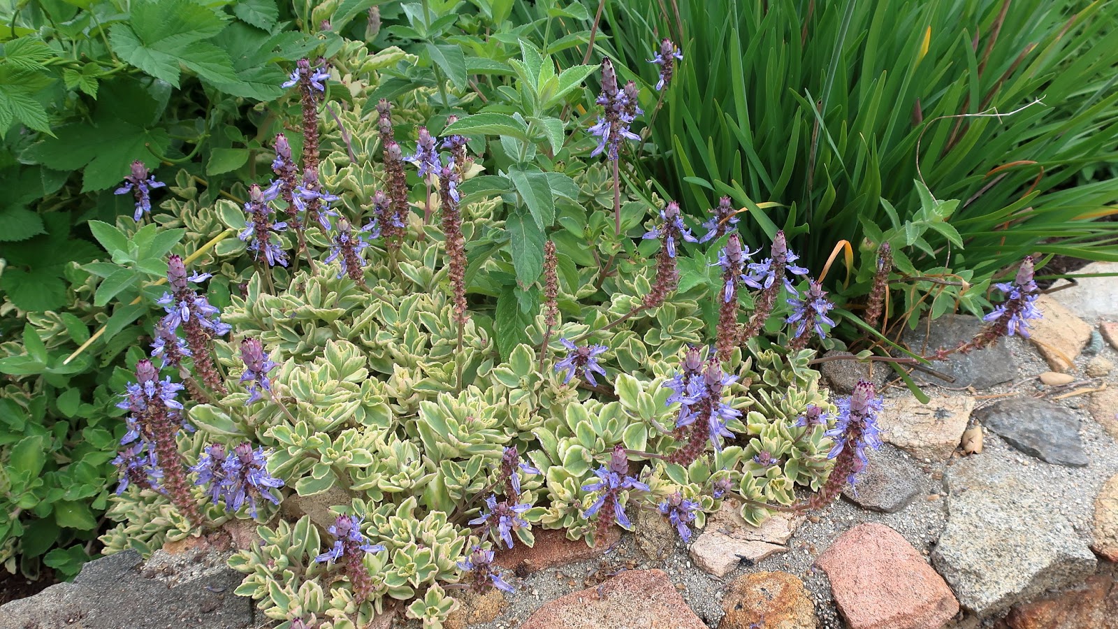 Blue Coleus - Plectranthus neochilus care and culture | Travaldo's blog