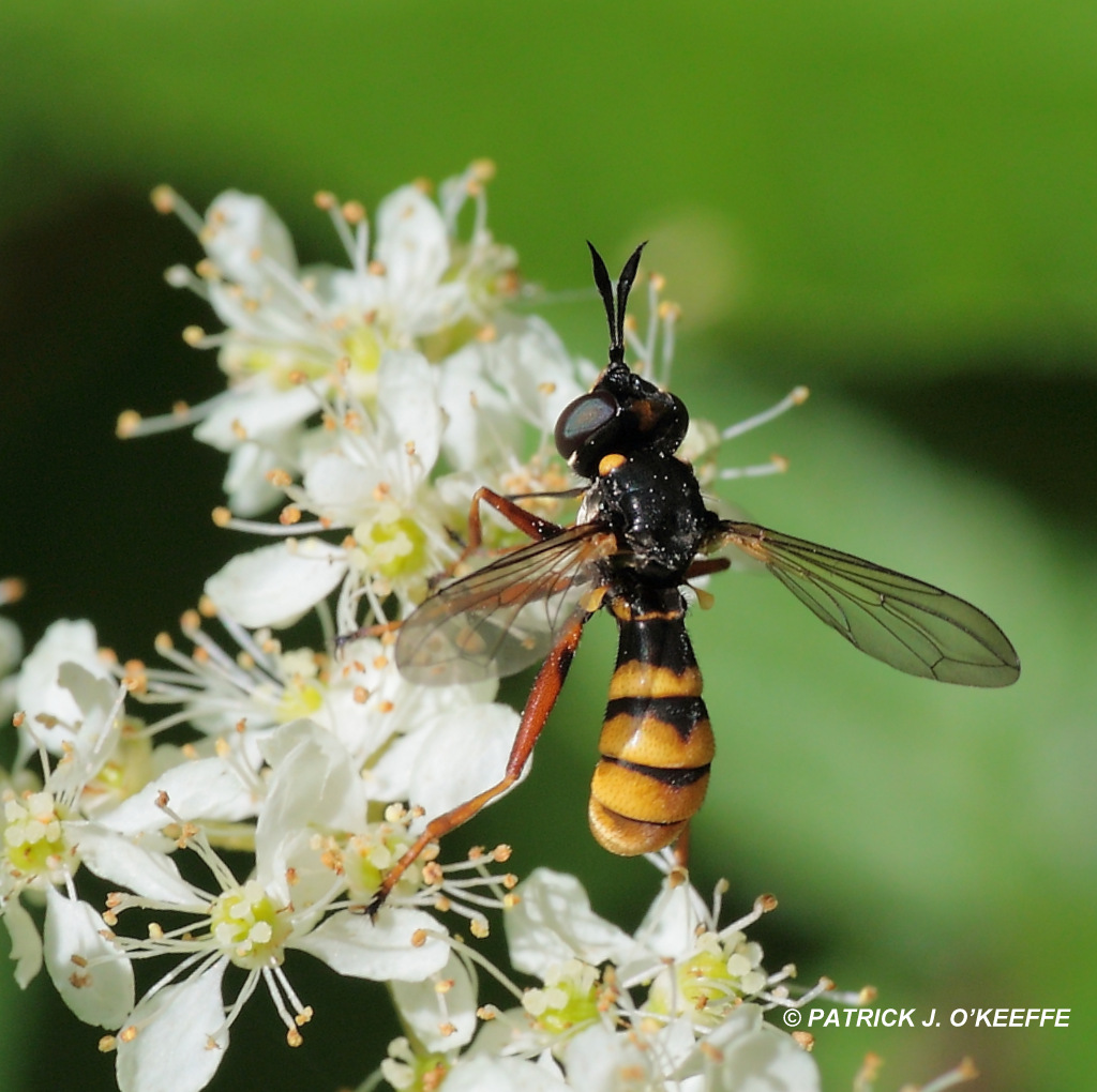 Raw Birds: YELLOW BANDED CONOPS FLY or YELLOW BANDED BEE GRABBER ...