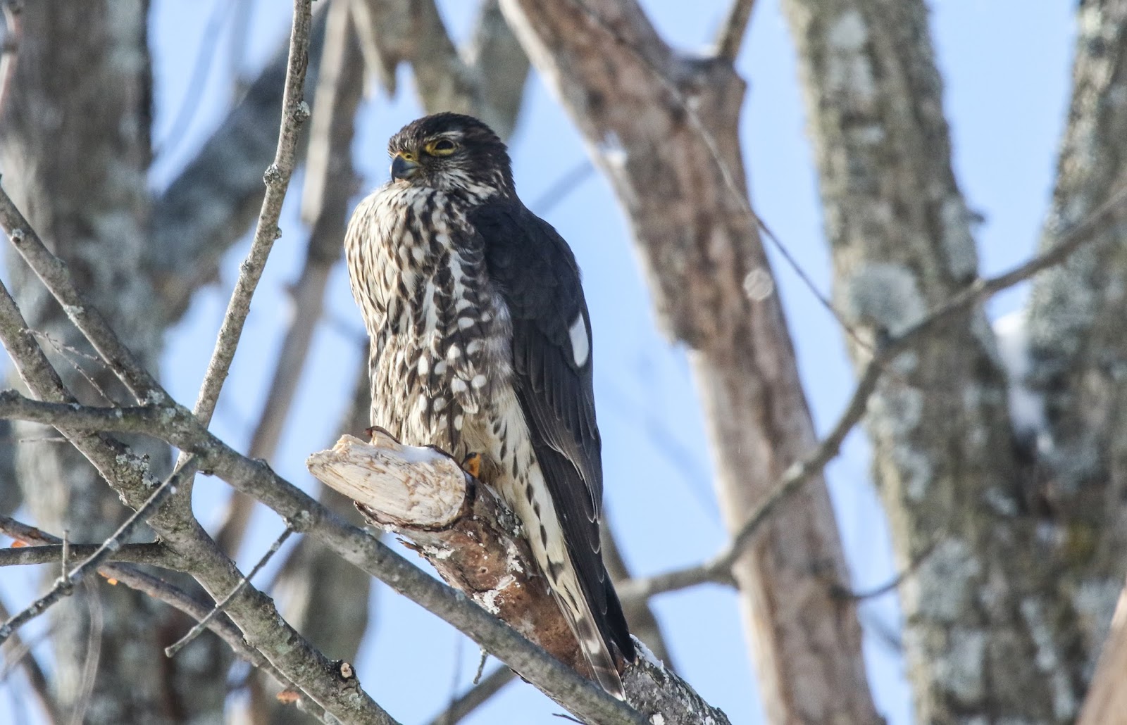 Gale's Photo and Birding Blog: Merlin