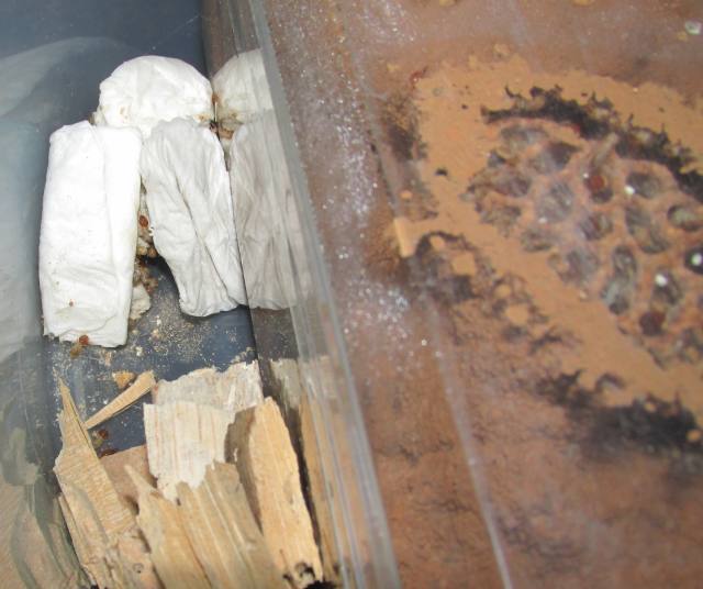 Photos and Info on Ants and Termites of Malaysia: Macrotermes Gilvus