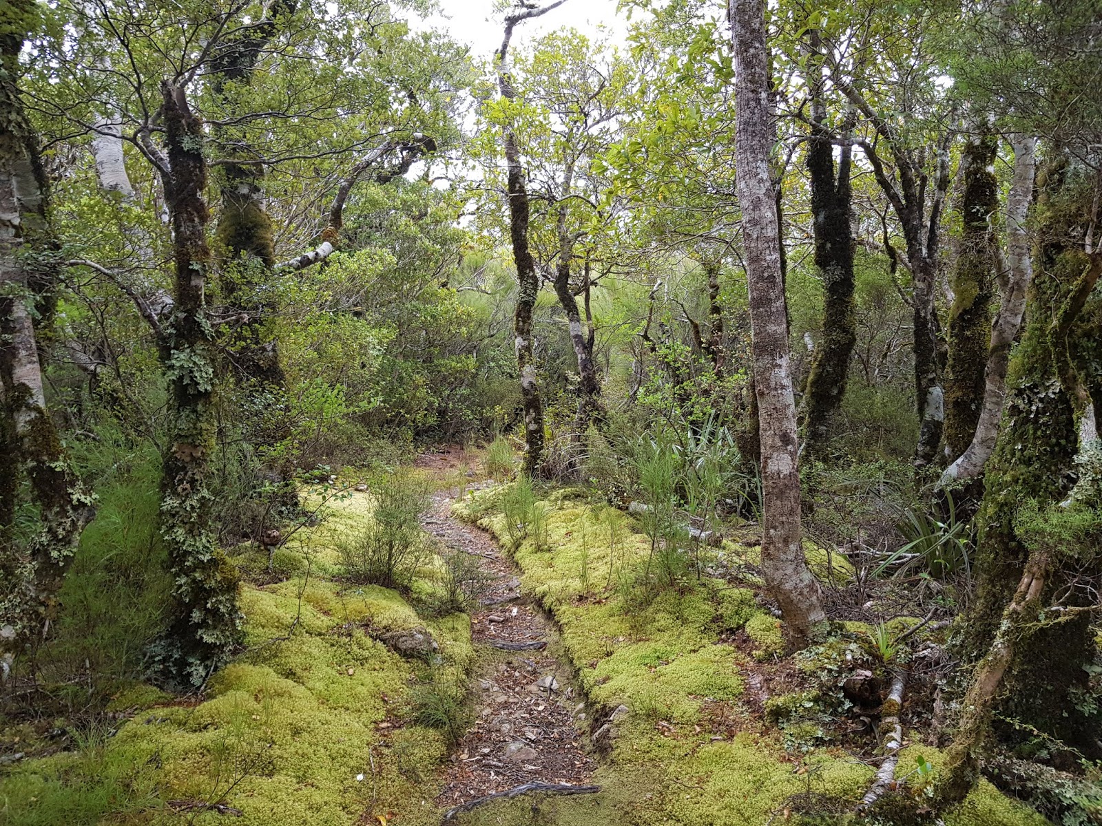Tramping the Tararuas: Blue Range Hut