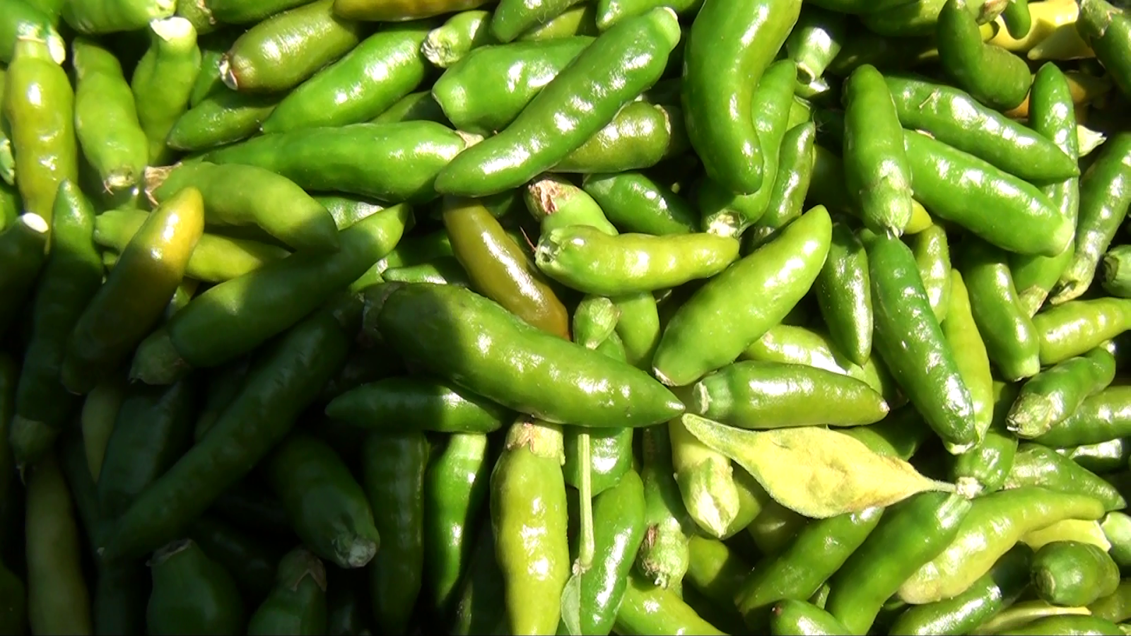 KAMPUNI YA VEGRAB ORGANIC FARMING LTD YAZINDUA SOKO LA PILIPILI KICHAA ...