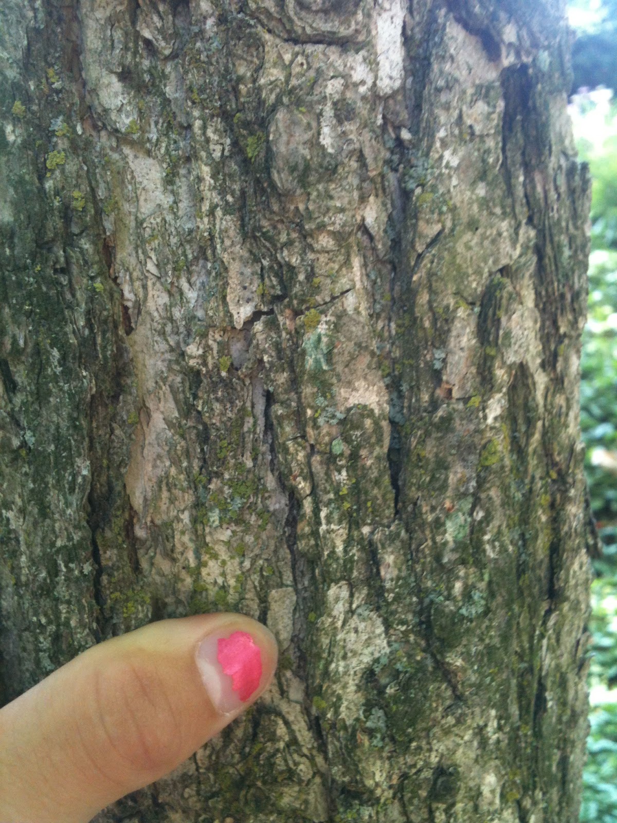 AP Bio Blog - 2012: Cambium