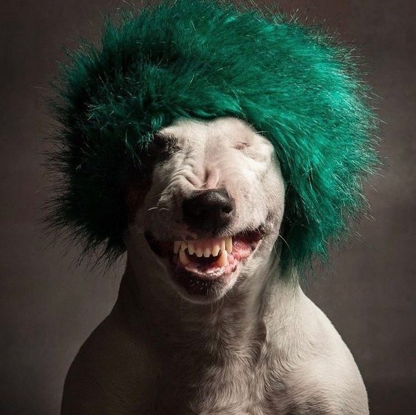 Fotos de perros verdes - Blog de imágenes