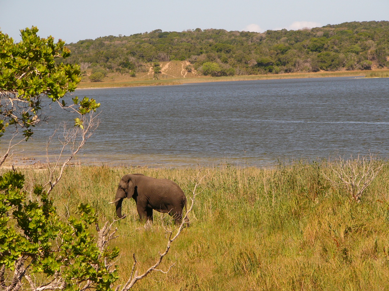 Bushbabies & Bananas: Maputo Special Reserve