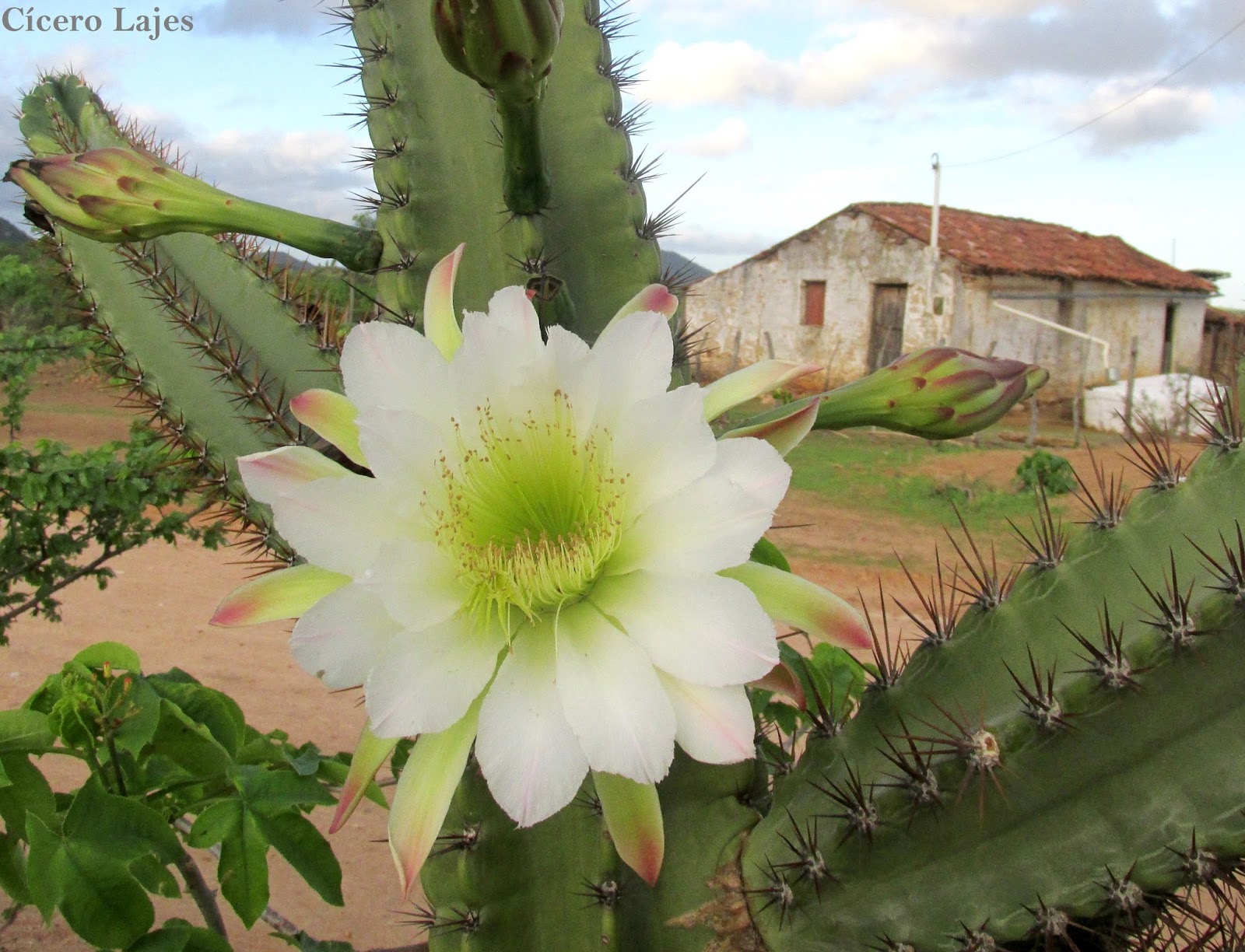 Cícero Lajes: PRESENTE DA NATUREZA: FLOR DO MANDACARU / CARDEIRO