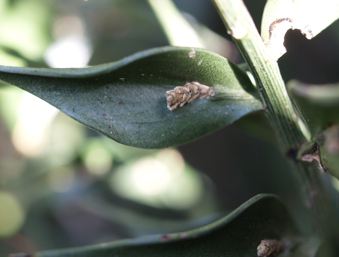 EL RUSCO (Ruscus aculeatus) Características, cuidados y cosas curiosas.