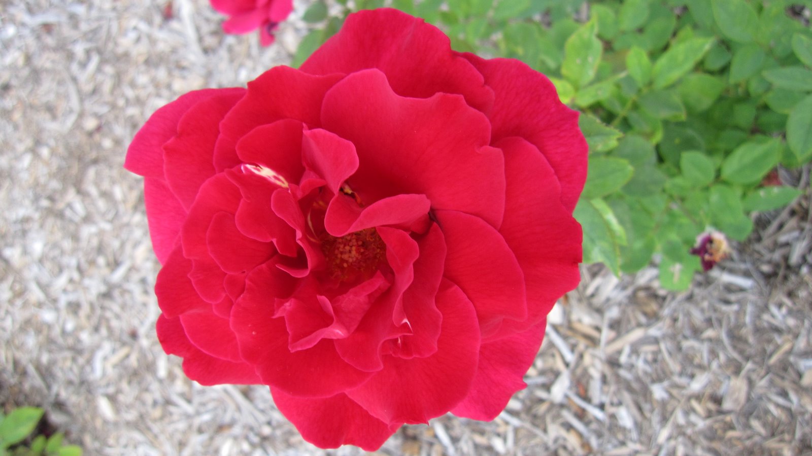 Plant Photography: Rosa 'Camp David'