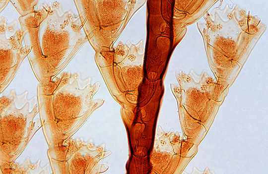 CUADERNO DE CAMPO del Treparriscos: 1992