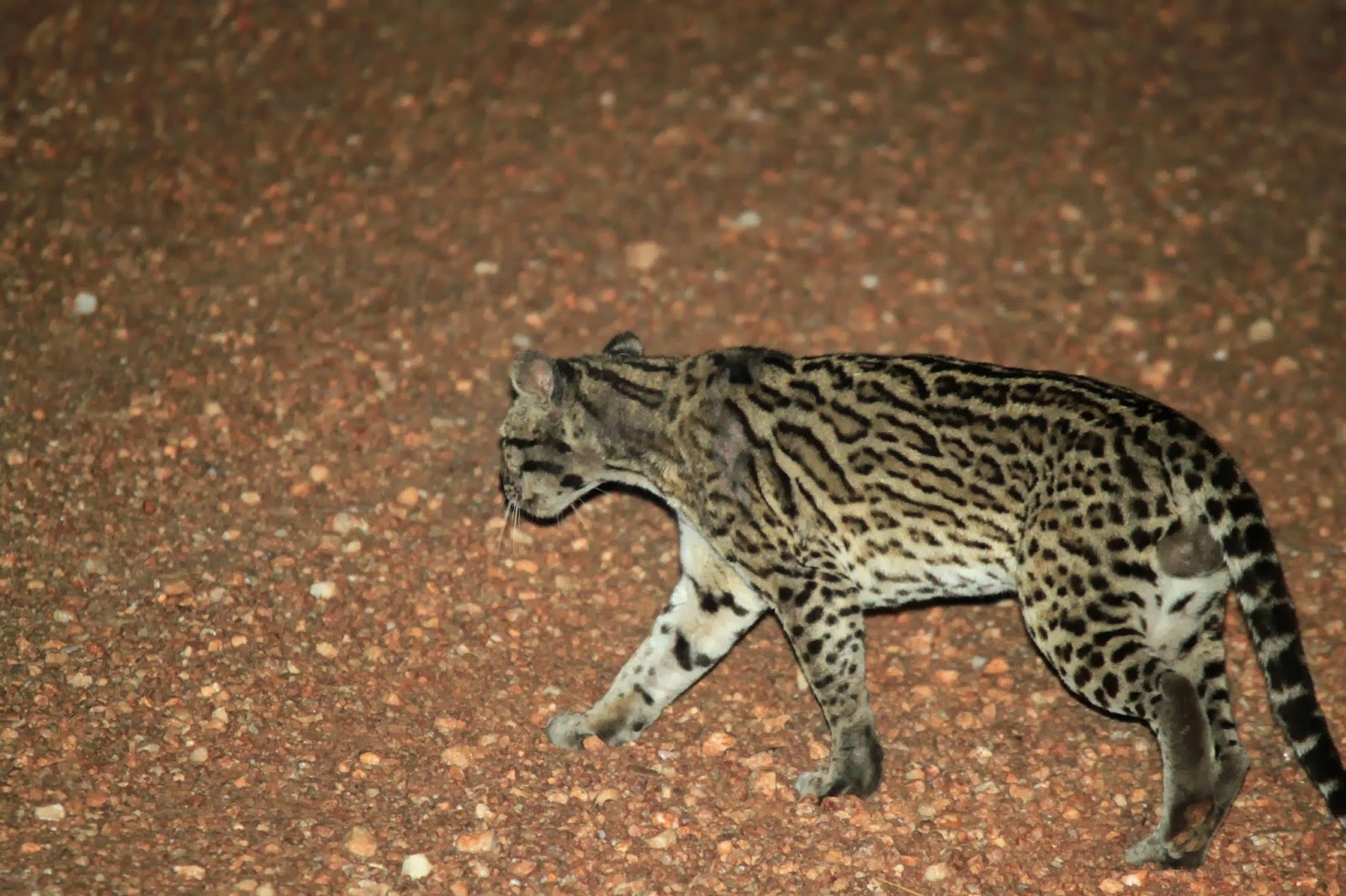 The Ginger Naturalist : September 2013