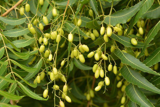 How to use Neem as an Effective Organic Pesticide? - Cultivation Of Crops