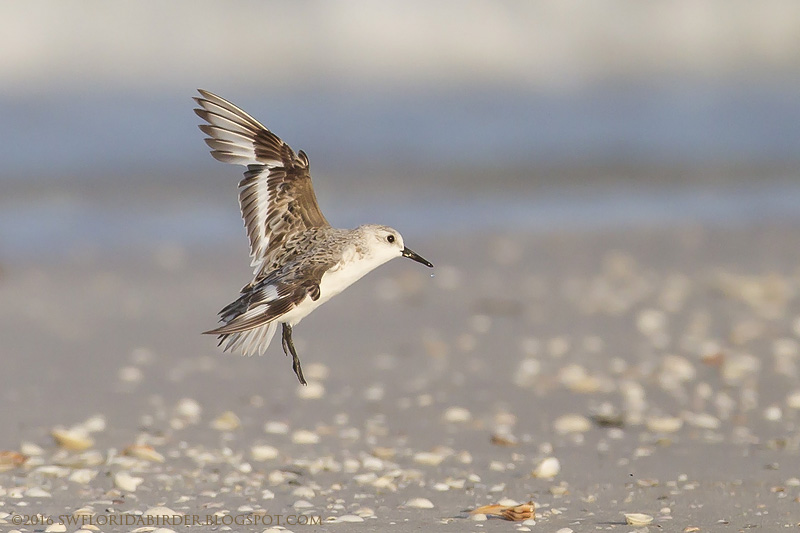 Summer Florida Birding Beach Tour: Part II | Focusing on Wildlife