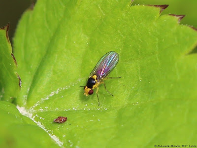 Variety of Life: Liriomyza