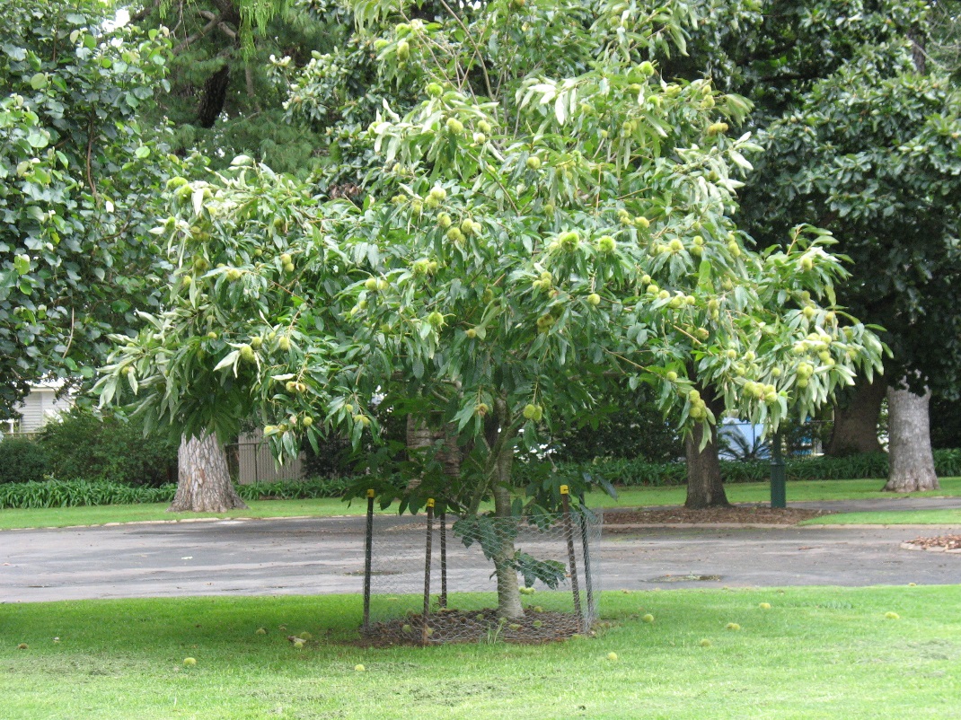 Toowoomba Field Naturalist: The Spanish Chestnut Tree on the Corner of ...
