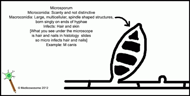 Medicowesome — Dermatophytes