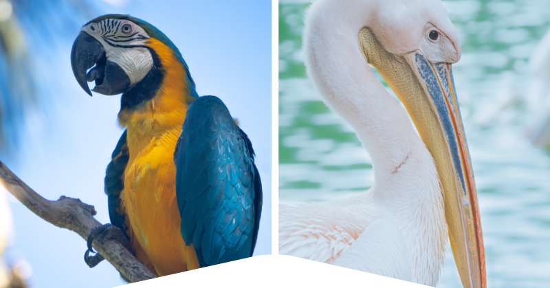 Learning About Birds: Beaks and Diet