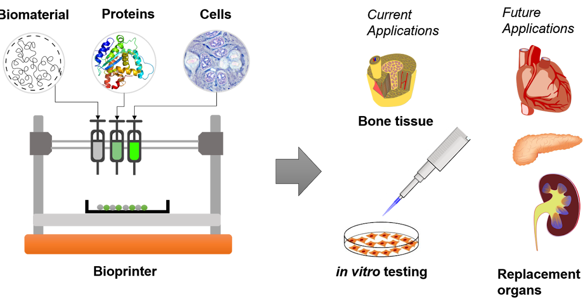 Bioprinting: Why do we need it?