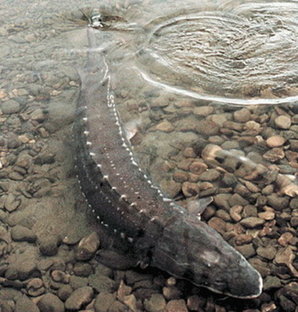 Pasiunea Pescuitului: Morunul