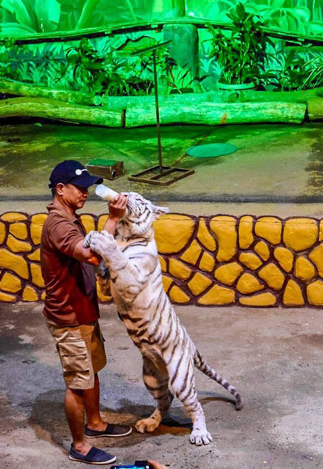 Travel PH | Where to go in Subic : Zoobic "Night" Safari 2018 - KATOOGA