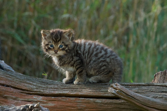 British Wildlife Centre ~ Keeper's Blog: Wildcat Kittens