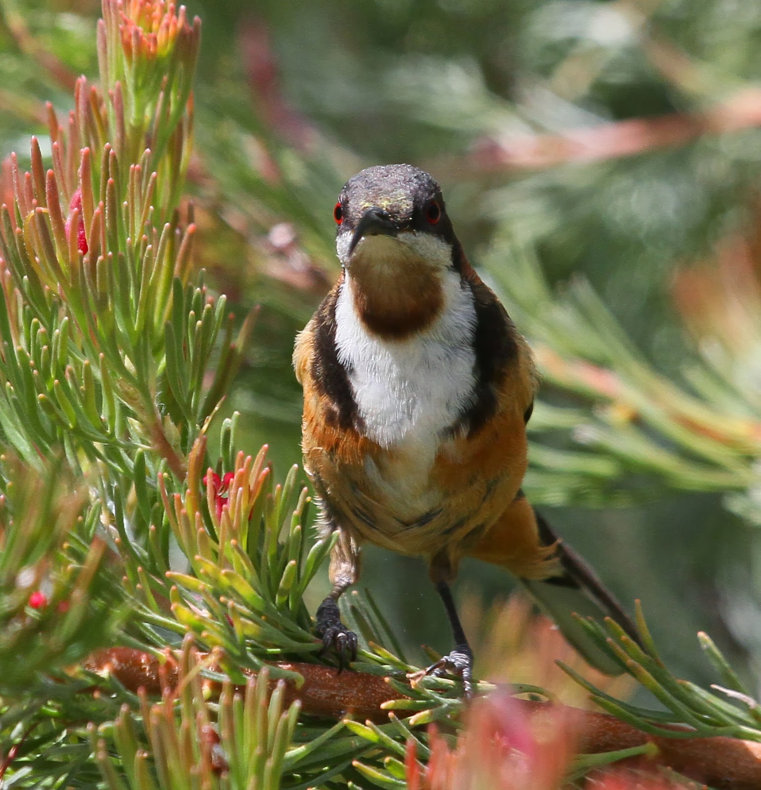 Richard Waring's Birds of Australia: More Phillip Island bird photos