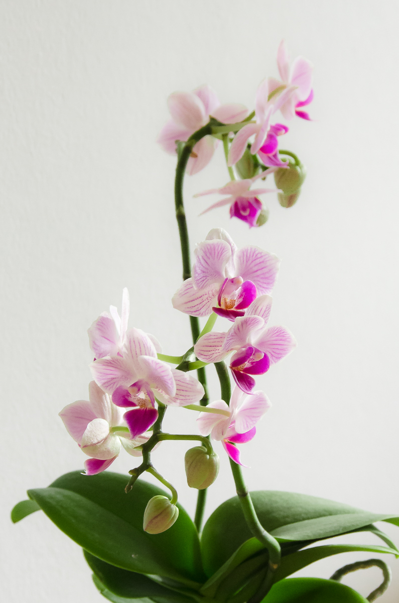 ORHIDEJA Falenopsis (Phalaenopsis) mini