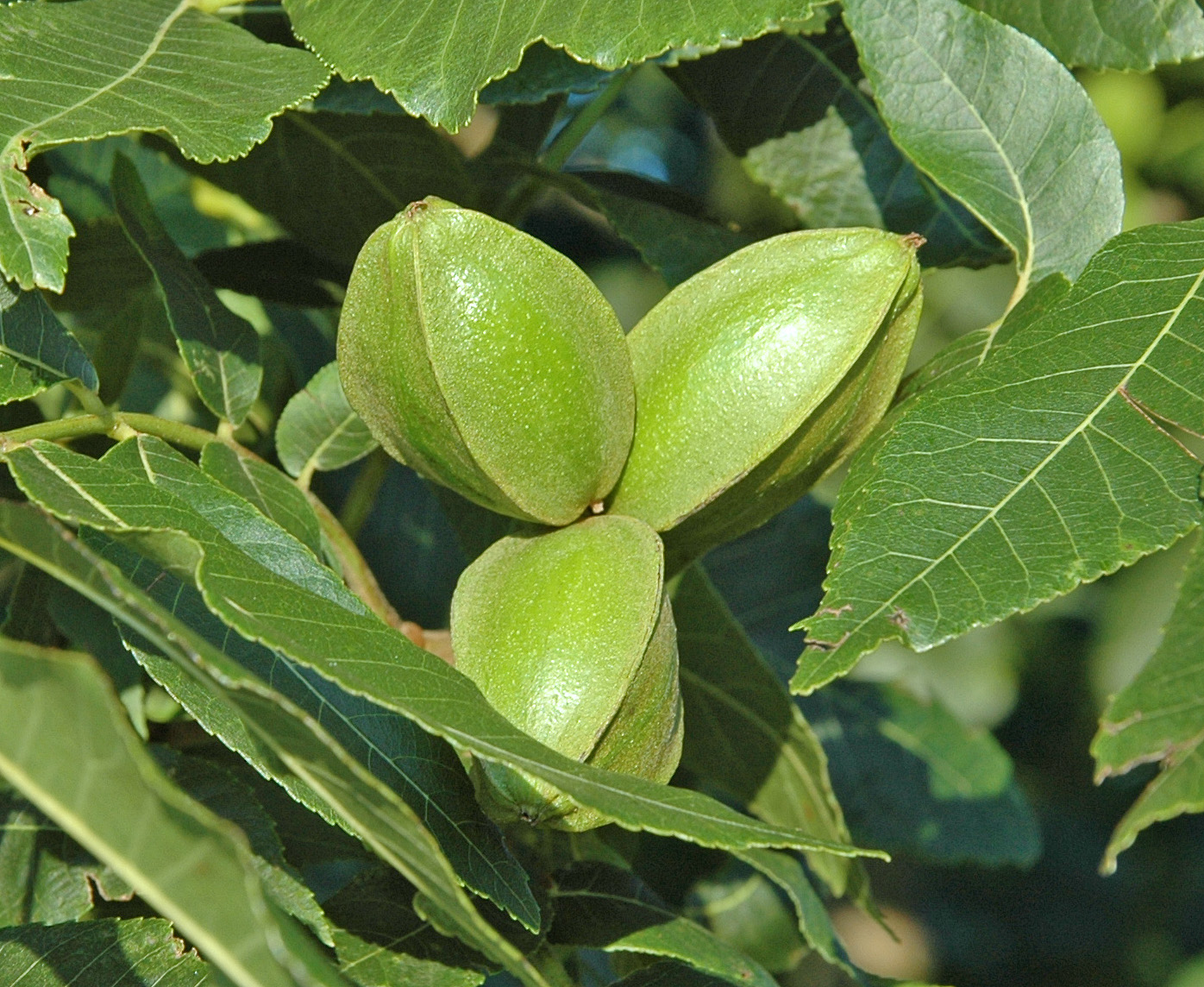 Northern Pecans: Good nut crop in pecan breeding plot