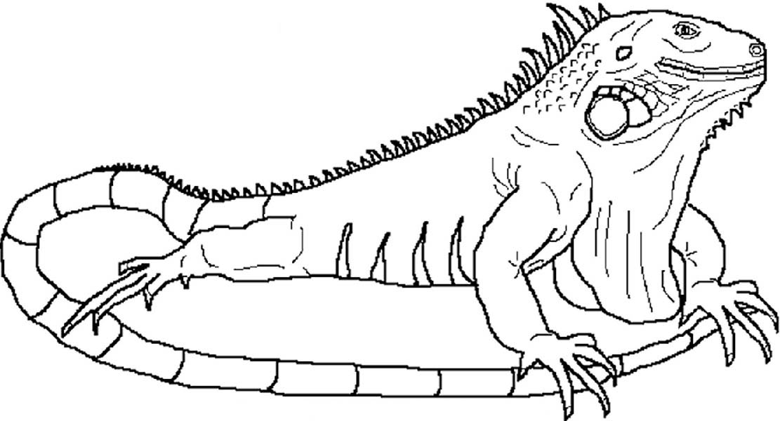 Iguana Coloring Pages - Coloring Pages