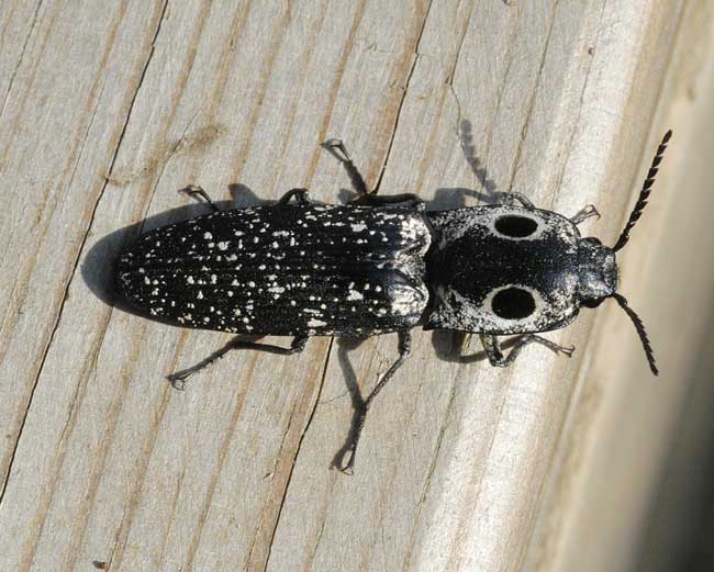 Eyed Click Beetle - Insects Morphology