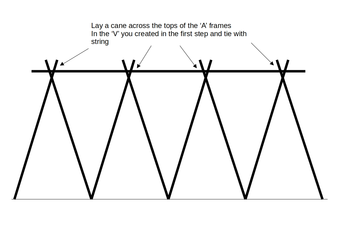 The Shed And Beyond: How to build a bean frame...
