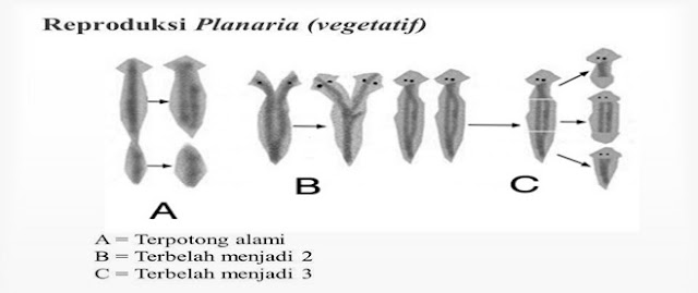 Perkembangbiakan Vegetatif pada Hewan - Hauma Genst