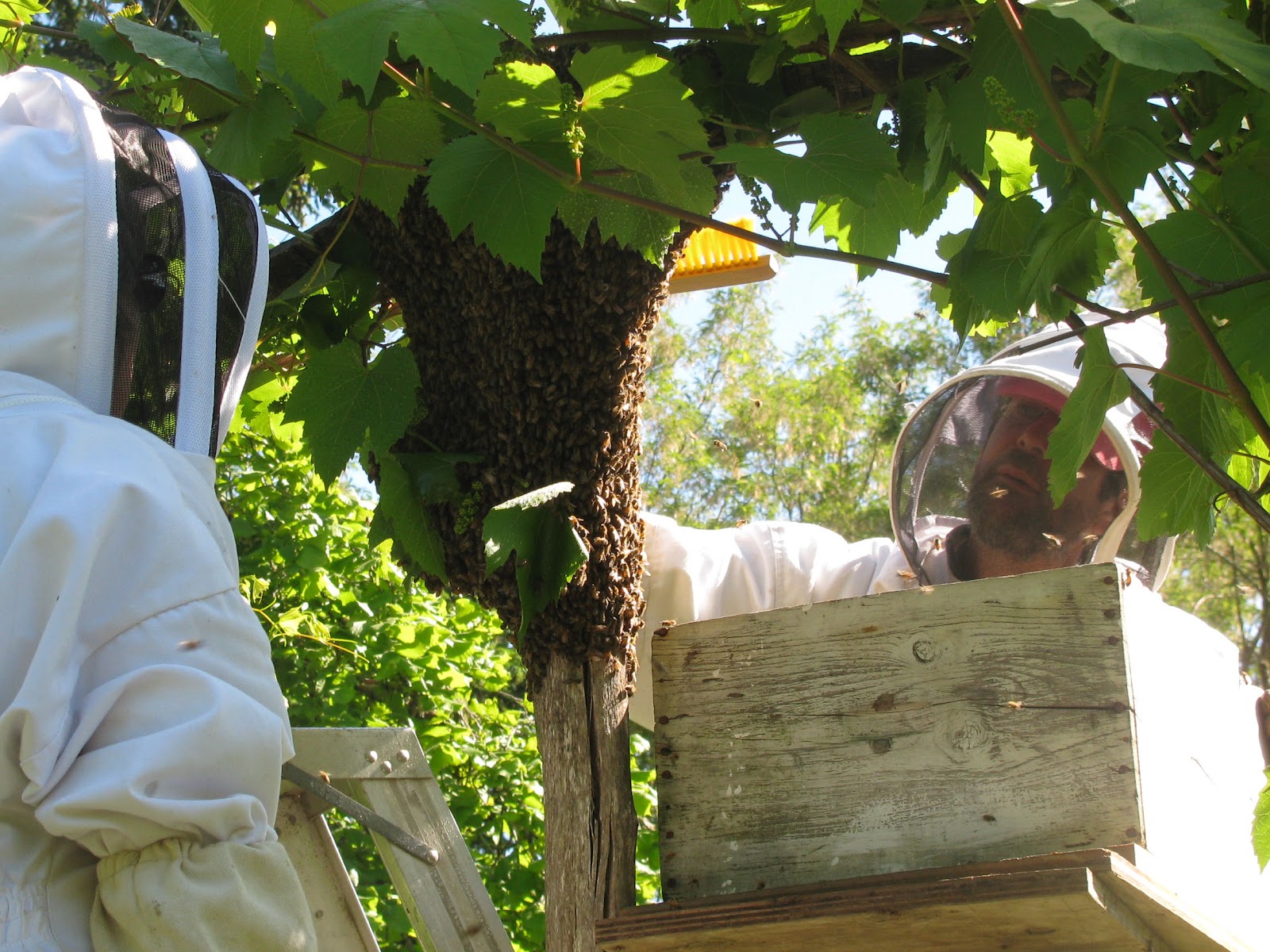 Honeybee Reverie: June 2012