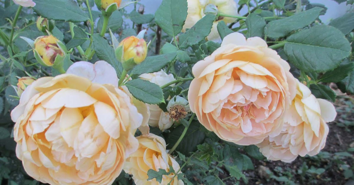 Garden Fancy: Mid-June Scenes