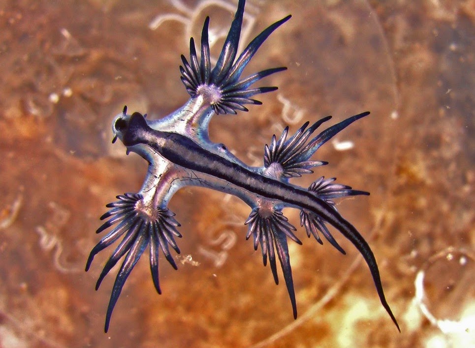 Blue Angel ~ Nature Conservancy