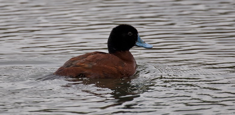 Rondebult Bird Sanctuary Diary