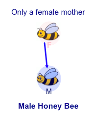 Solve and Simplify: Fibonacci Sequence in Nature (Activity/Lesson)