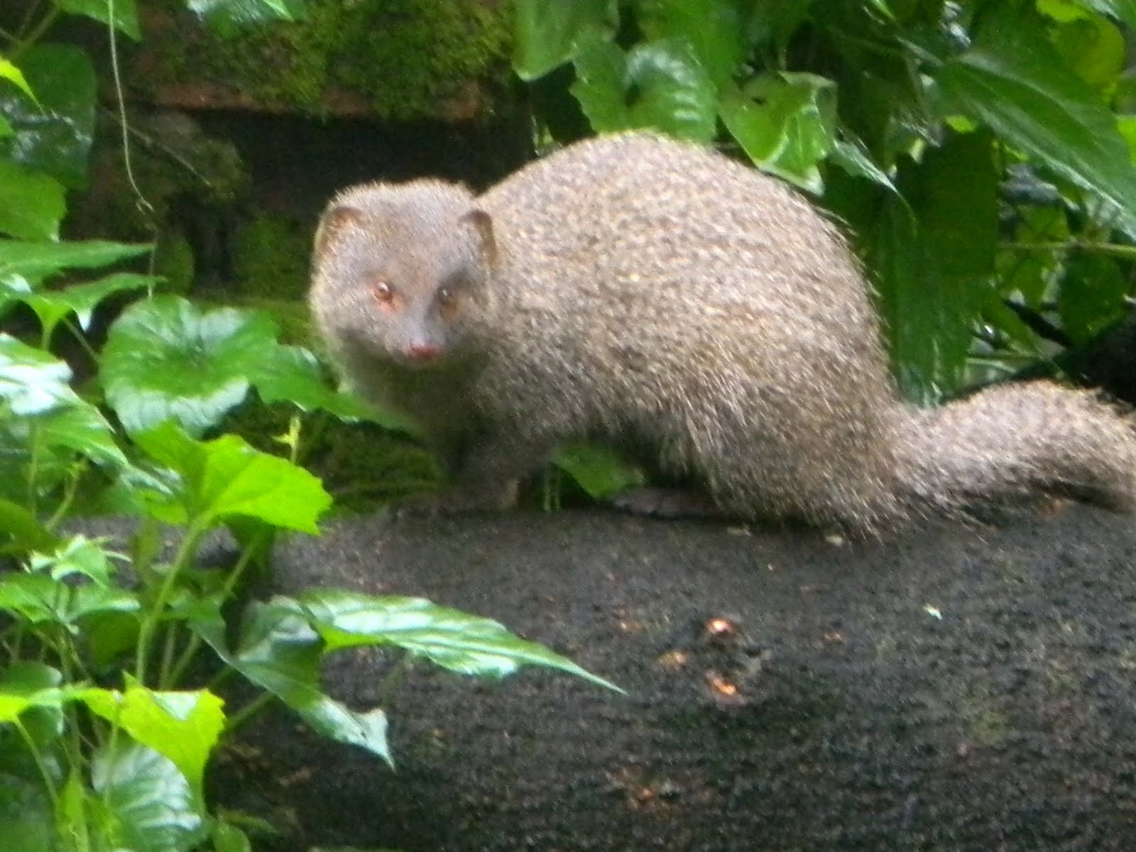 നല്ല അയല്‍ക്കാരന്‍ !!! | പുലര്‍ വേള